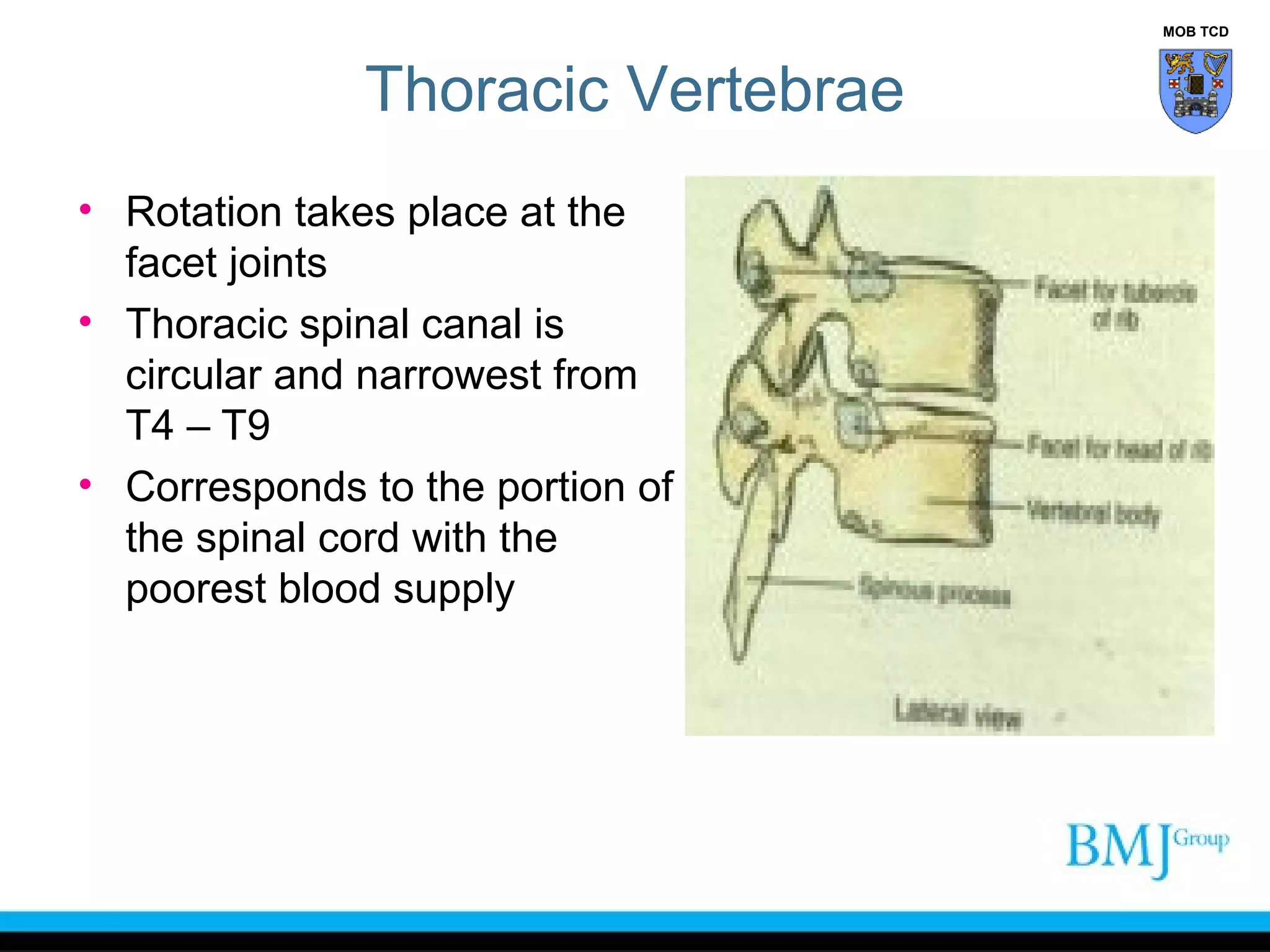 Anatomy of thoraco lumbar vertabrae (www.Am-medicine.com) | PPT
