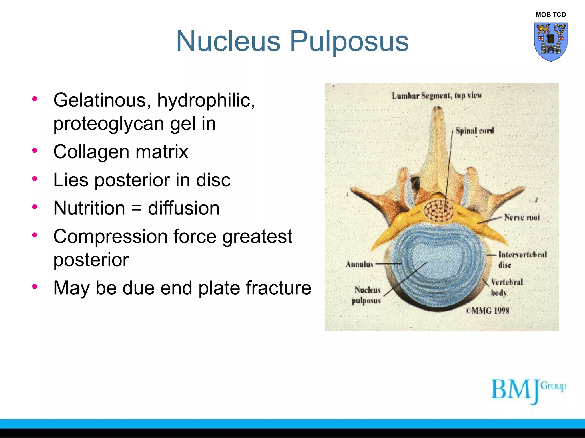 Anatomy of thoraco lumbar vertabrae (www.Am-medicine.com) | PPT