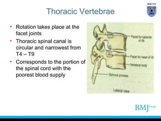 Anatomy of thoraco lumbar vertabrae (www.Am-medicine.com) | PPT