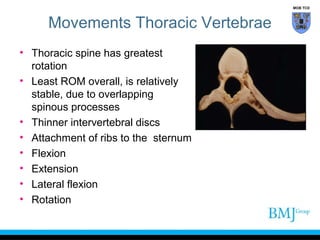 Anatomy of thoraco lumbar vertabrae (www.Am-medicine.com) | PPT