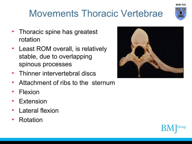 Anatomy of thoraco lumbar vertabrae (www.Am-medicine.com) | PPT