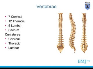 Anatomy of thoraco lumbar vertabrae (www.Am-medicine.com) | PPT
