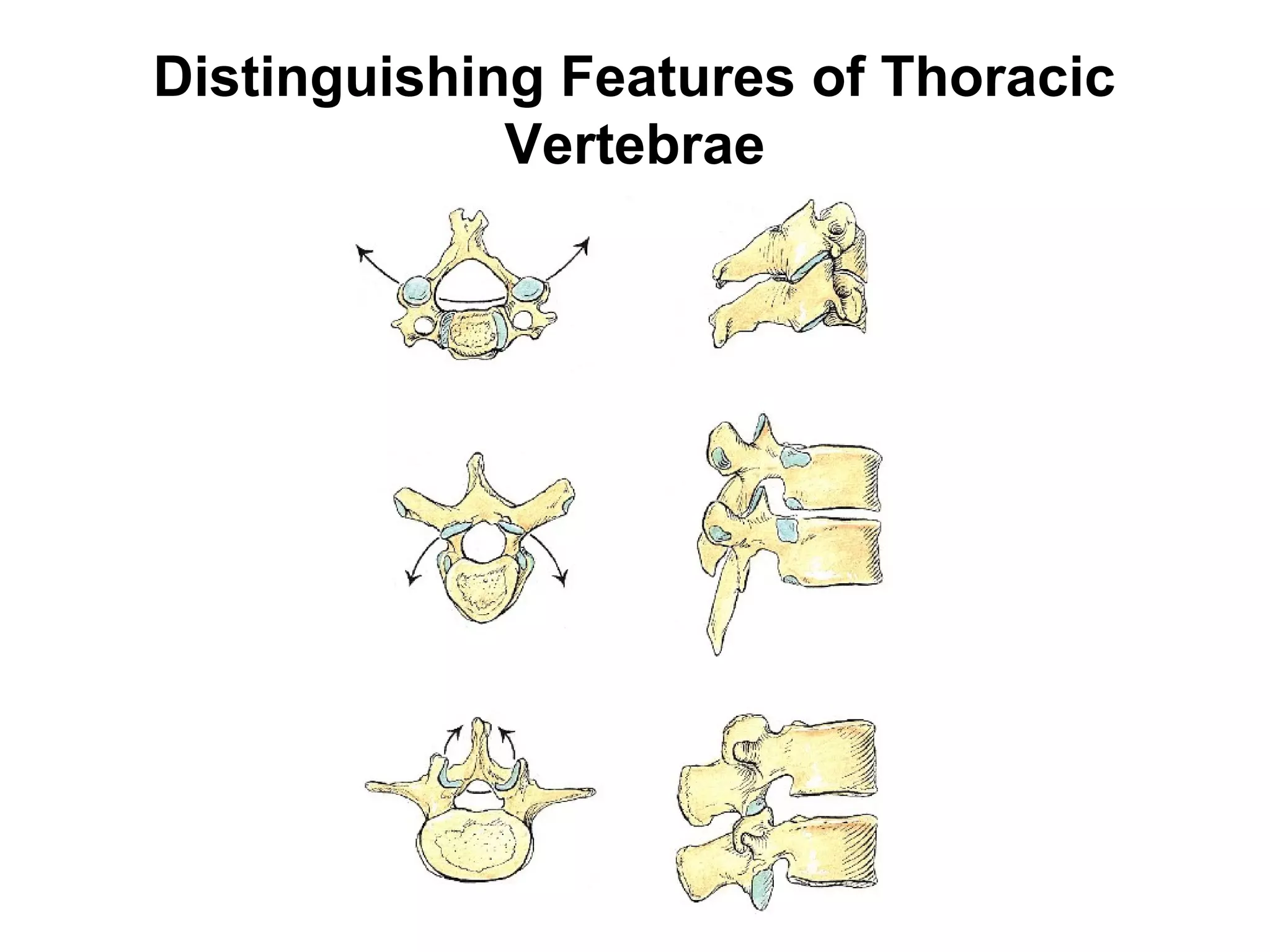 Anatomy of thorax | PPT