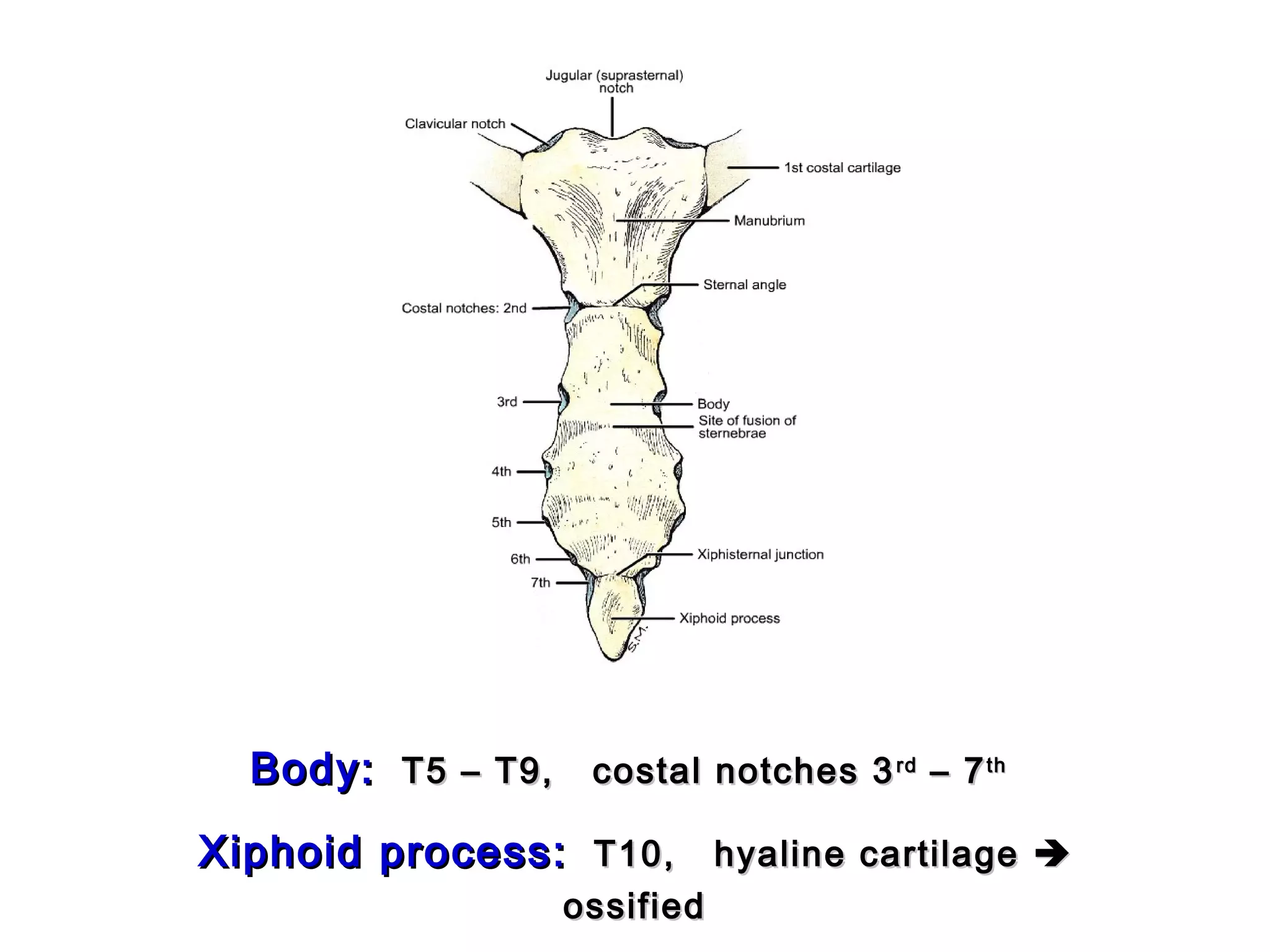Anatomy of thorax | PPT
