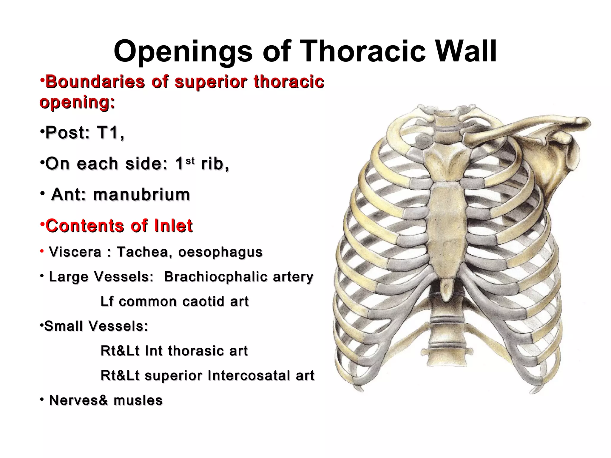 Anatomy of thorax | PPT