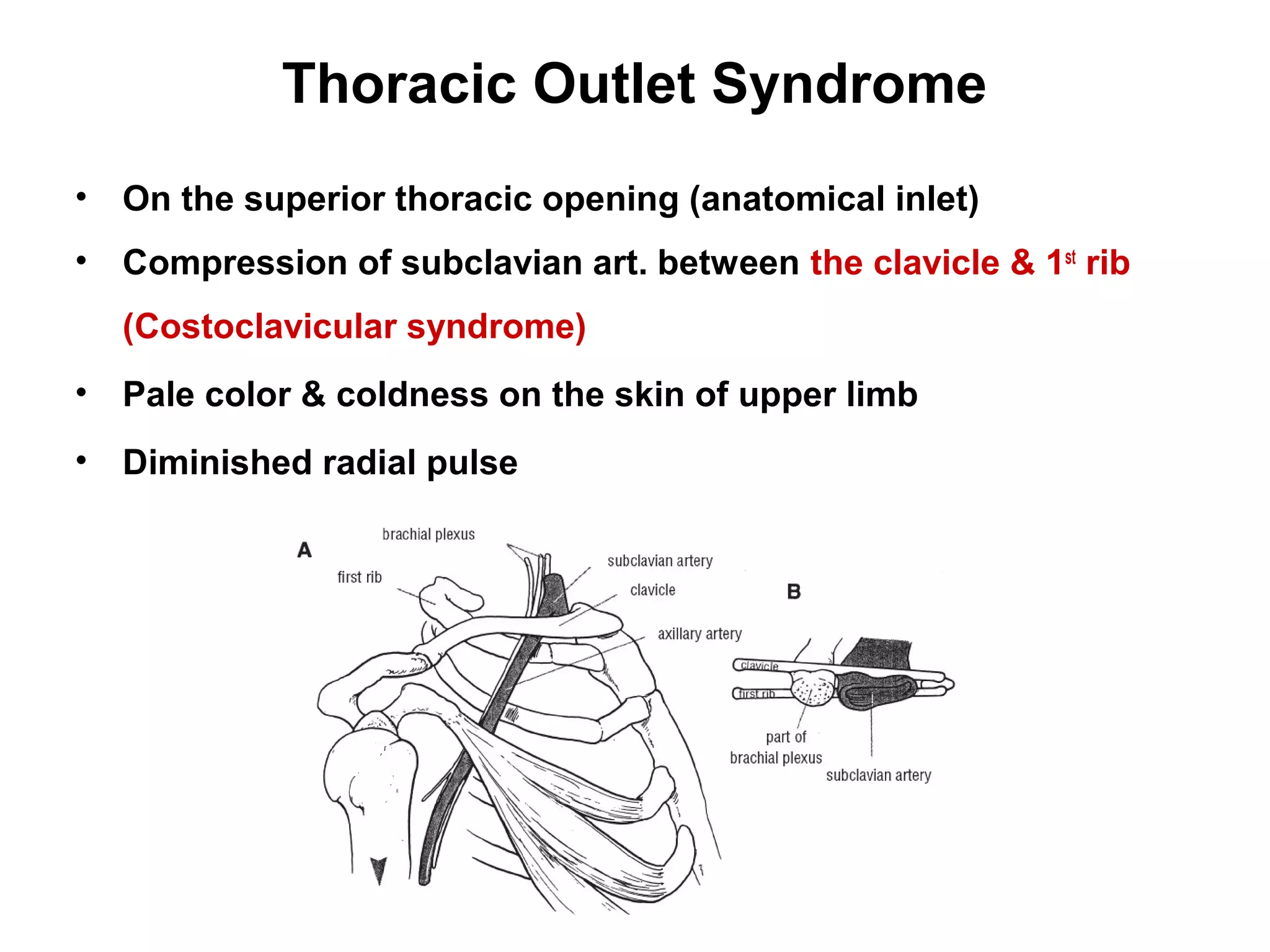 Anatomy of thorax | PPT