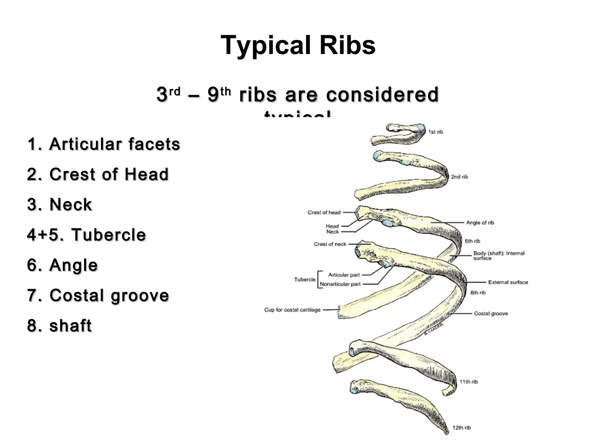 Anatomy of thorax | PPT
