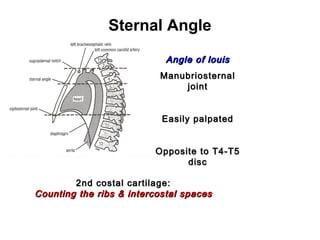 Anatomy of thorax | PPT
