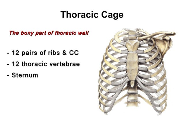Anatomy of thorax | PPT | Death, Injury, or Military Conflict ...