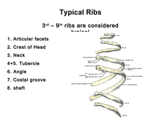 Anatomy of thorax | PPT | Death, Injury, or Military Conflict ...