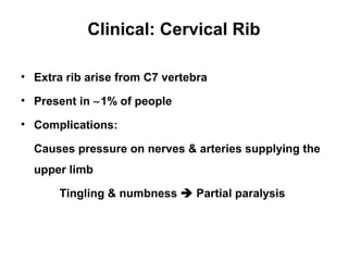 Anatomy of thorax | PPT