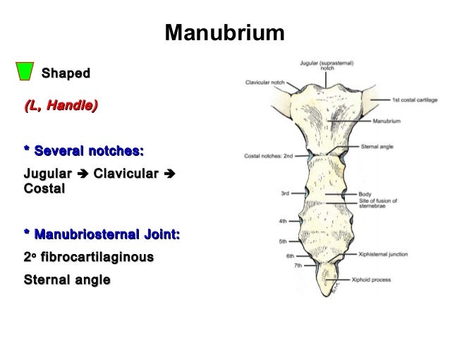 Anatomy of thorax