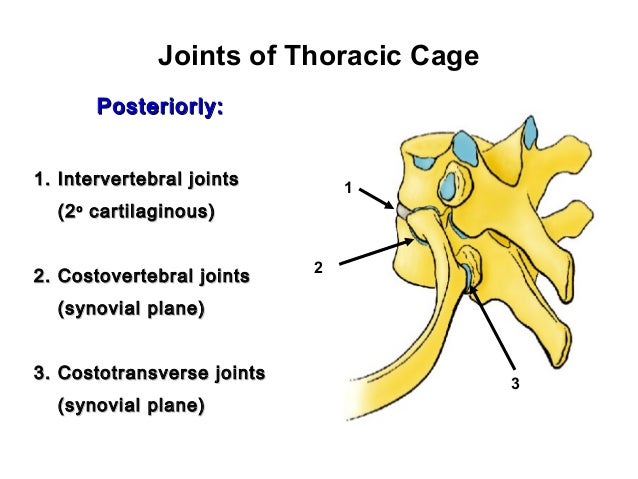 Anatomy of thorax