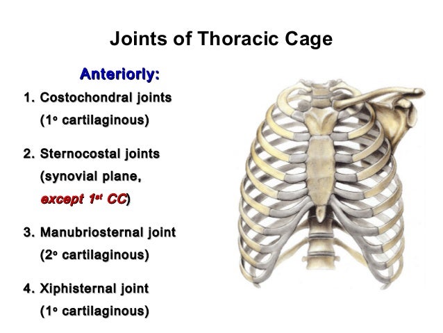 Anatomy of thorax