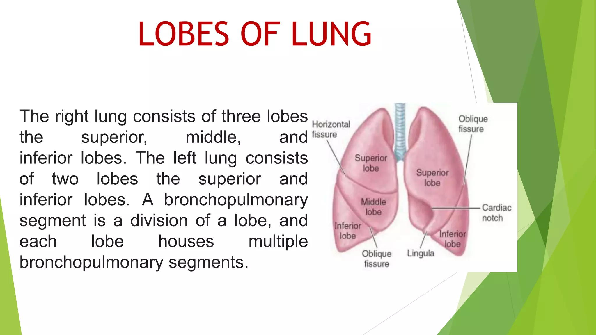 Anatomy of Thorax | PPTX