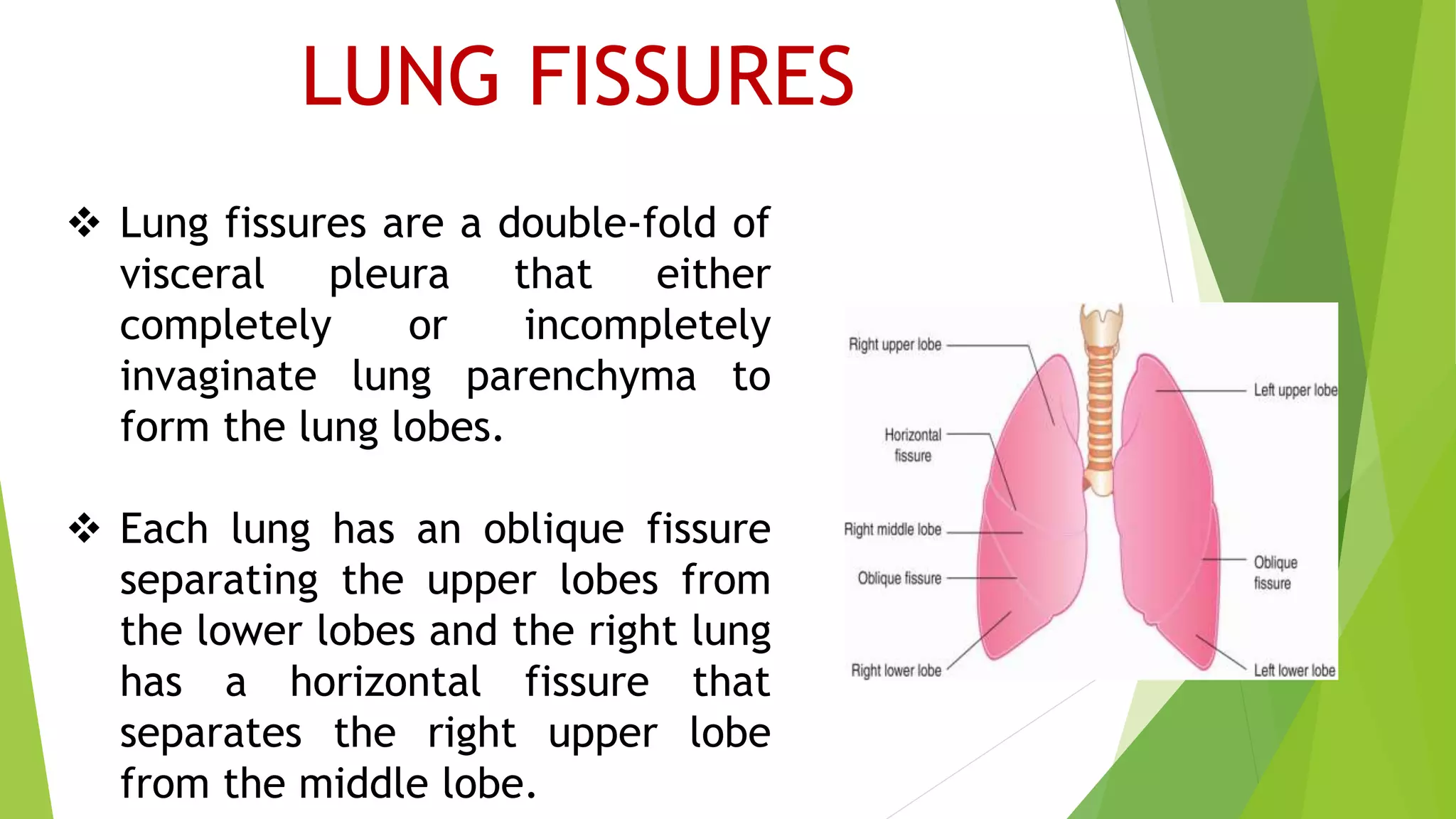 Anatomy of Thorax | PPTX
