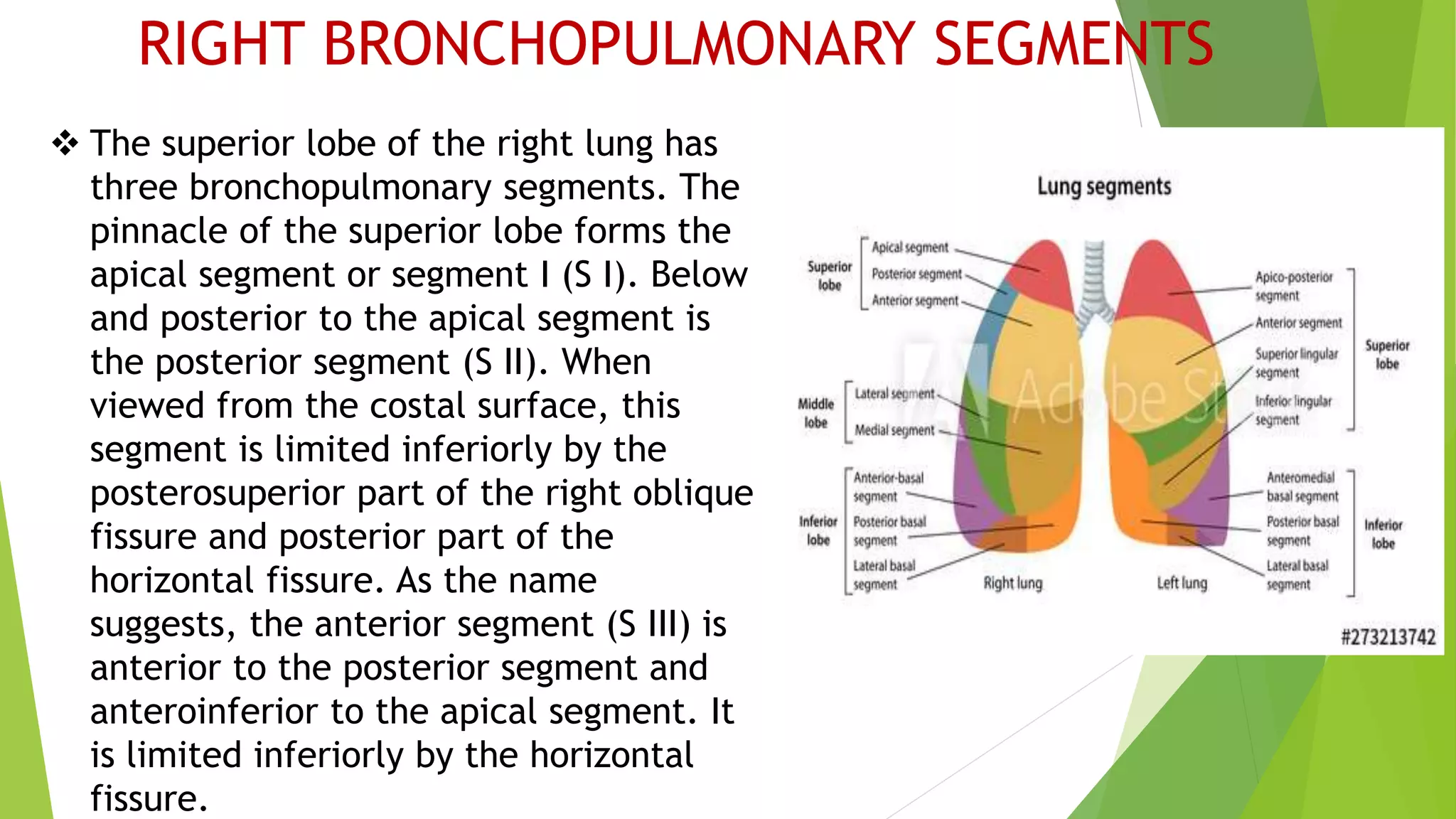Anatomy of Thorax | PPTX