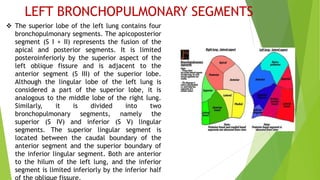 Anatomy of Thorax | PPTX