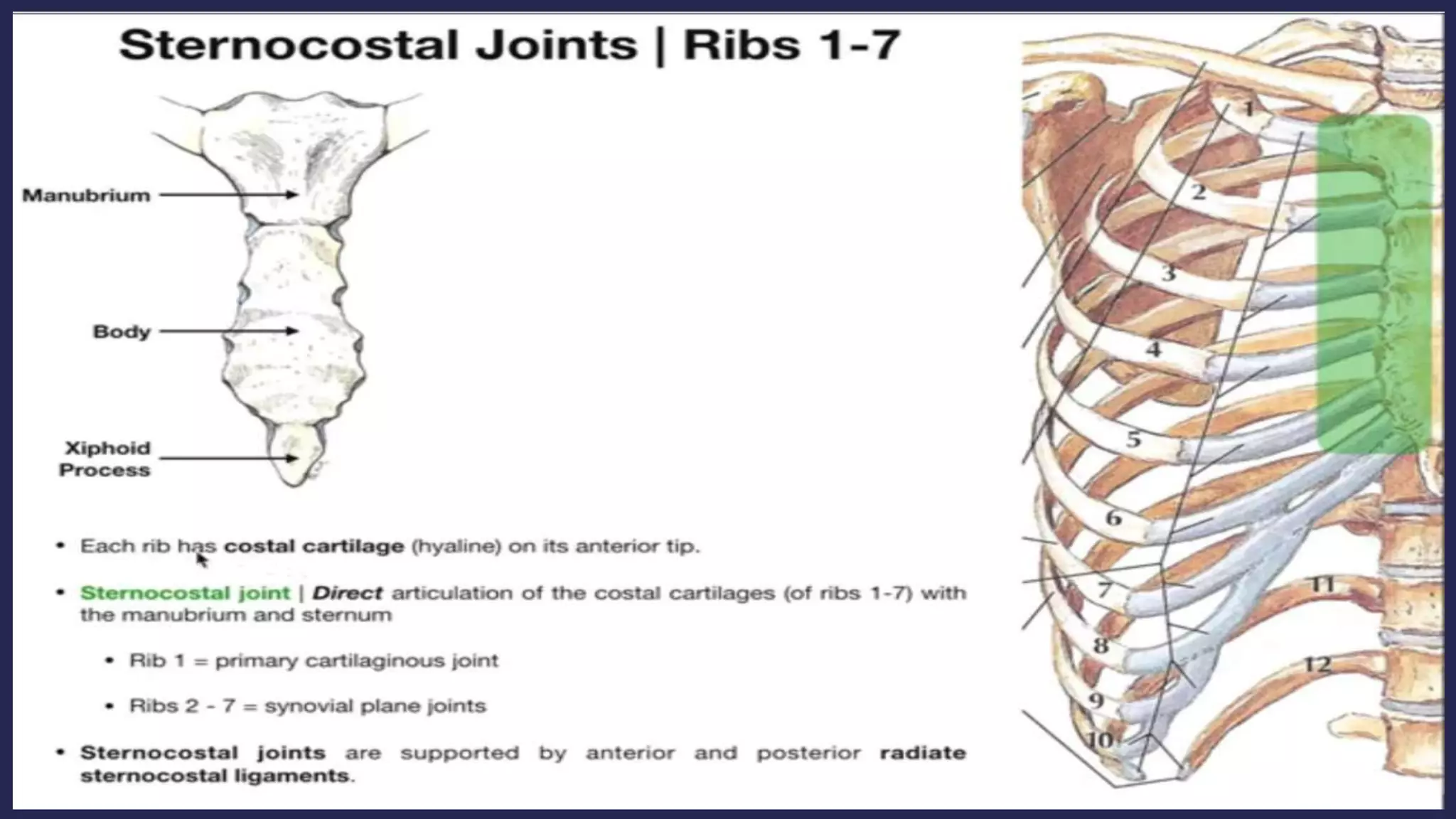 Anatomy of thorax | PPTX