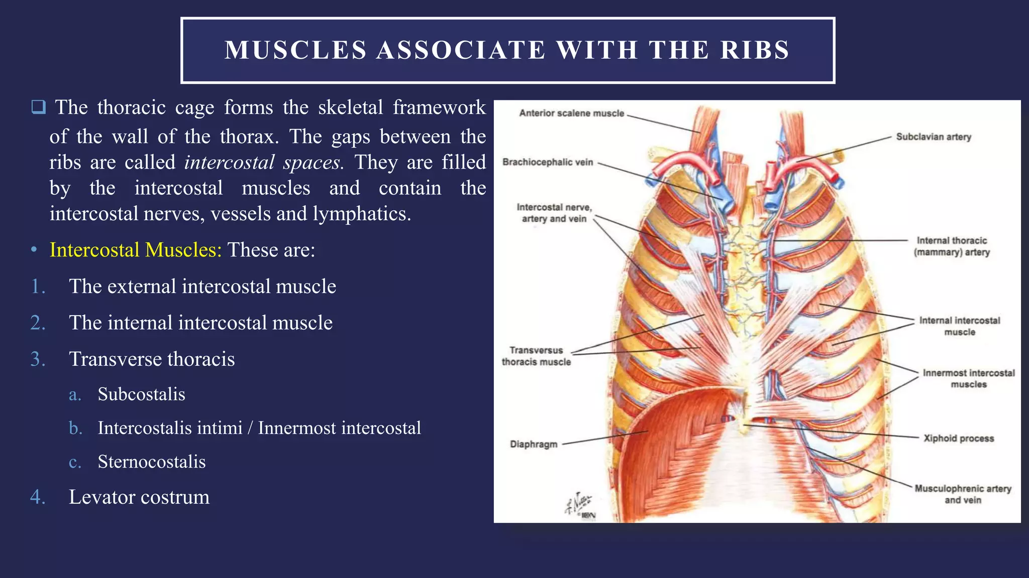 Anatomy of thorax | PPTX