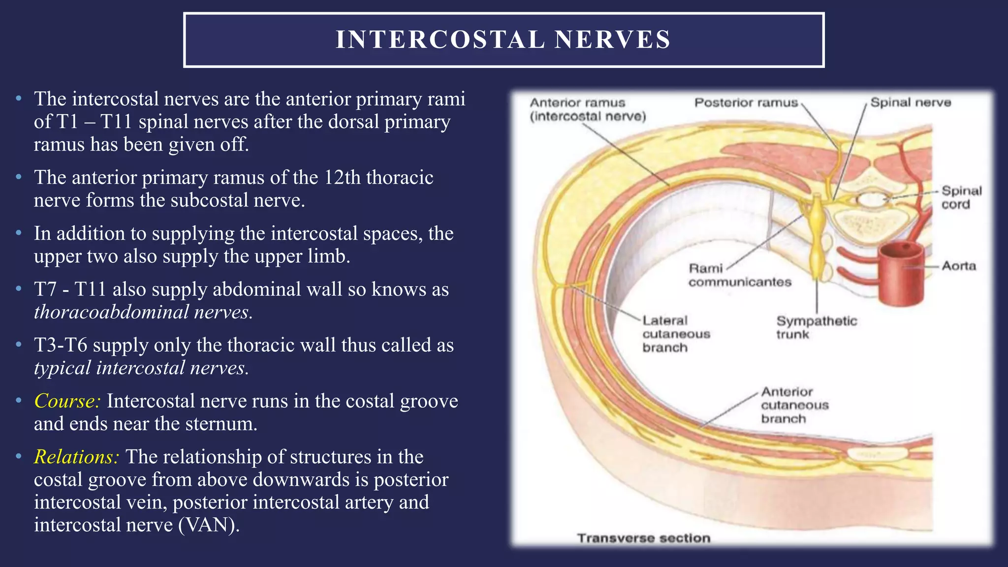 Anatomy of thorax | PPTX