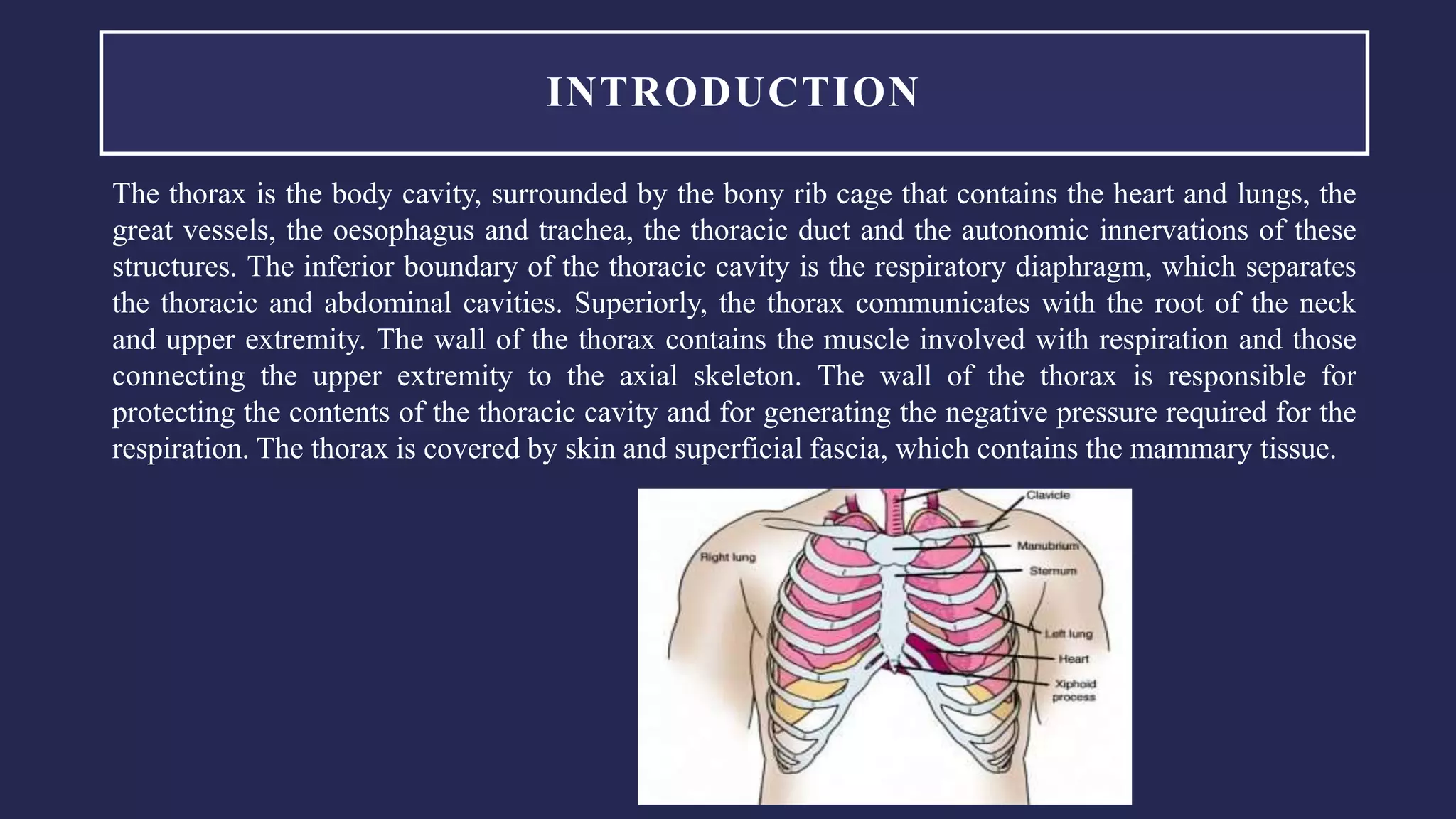 Anatomy of thorax | PPTX