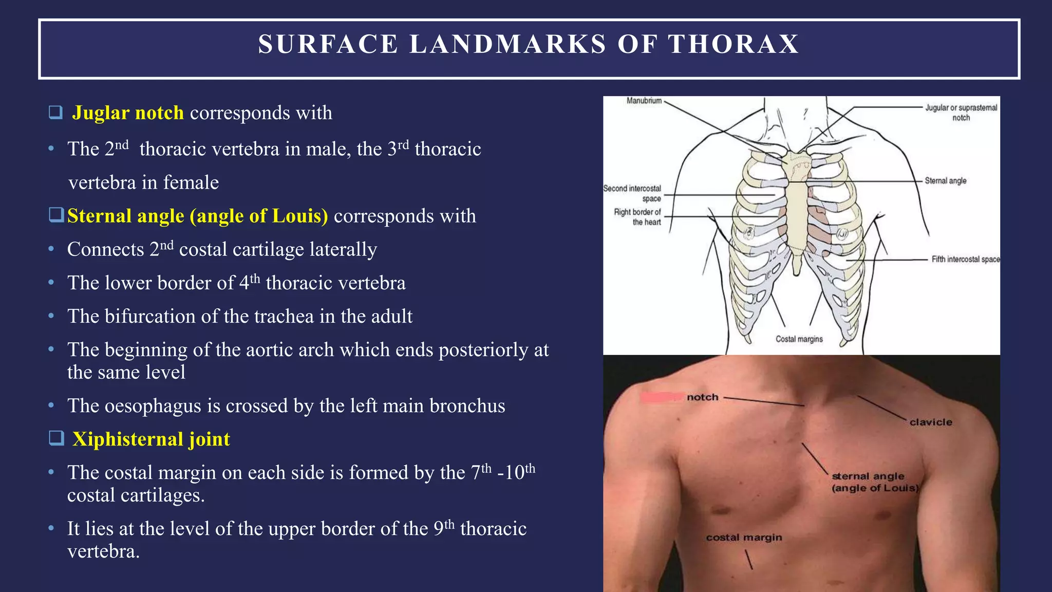 Anatomy of thorax | PPTX
