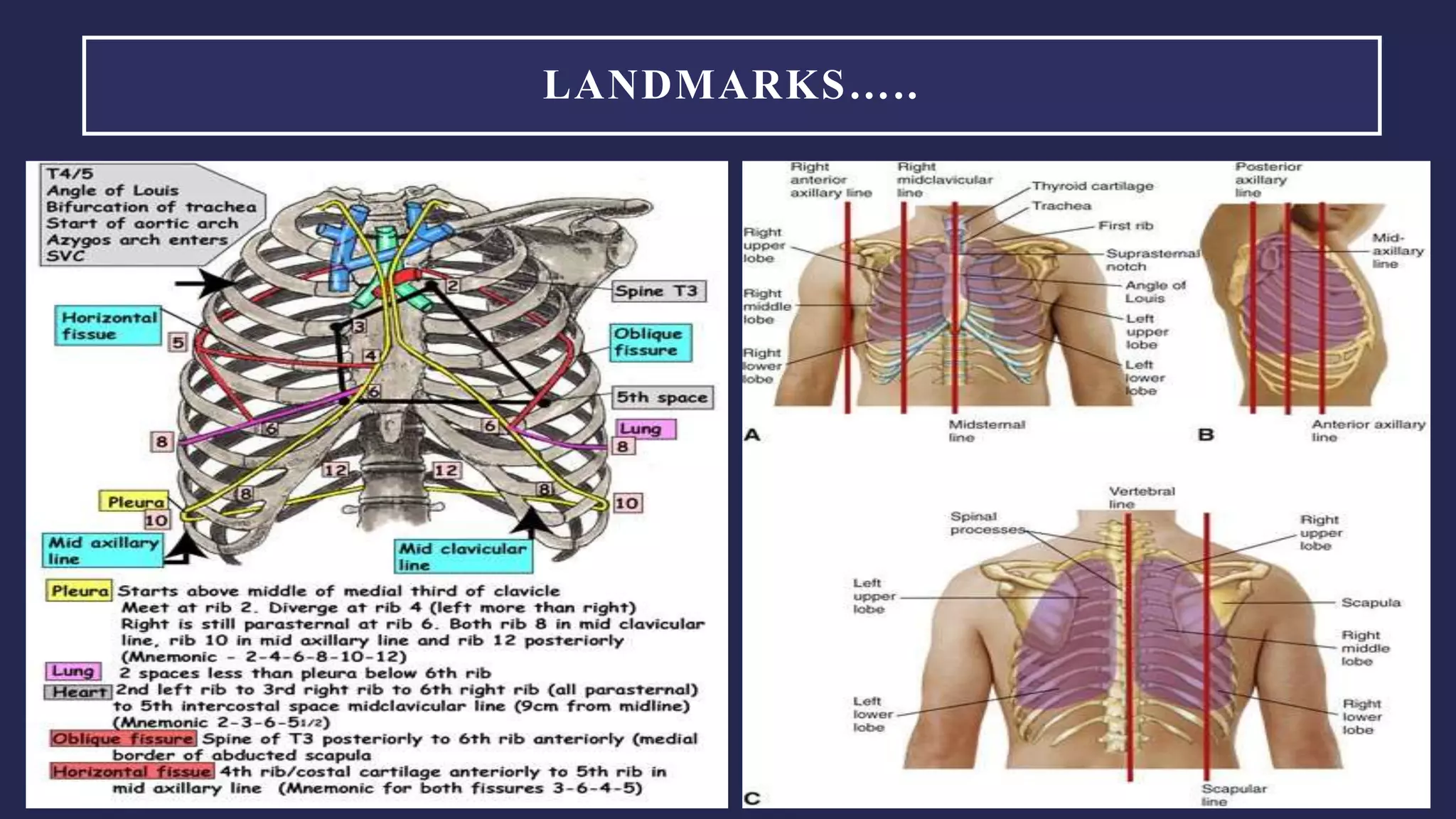 Anatomy of thorax | PPTX