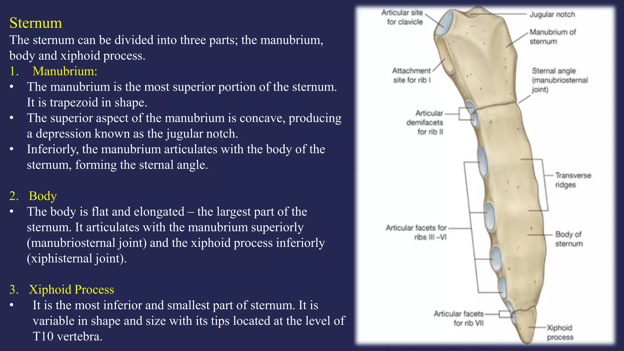 Anatomy of thorax | PPTX