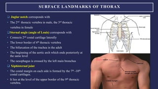 Anatomy of thorax | PPTX