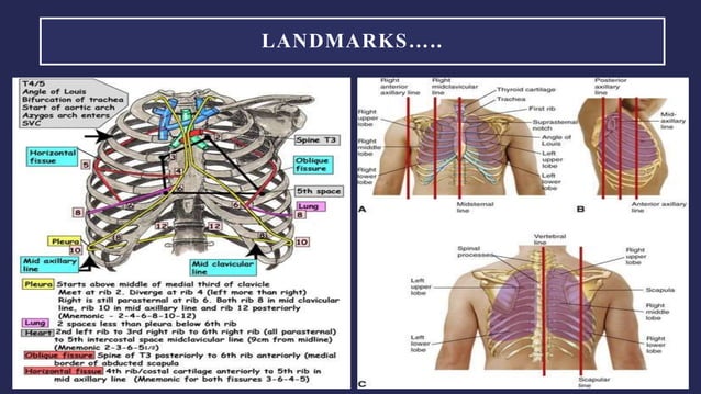 Anatomy of thorax | PPTX | Death, Injury, or Military Conflict | Sensitive Topics