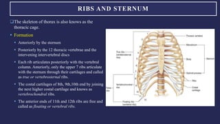 Anatomy of thorax | PPTX