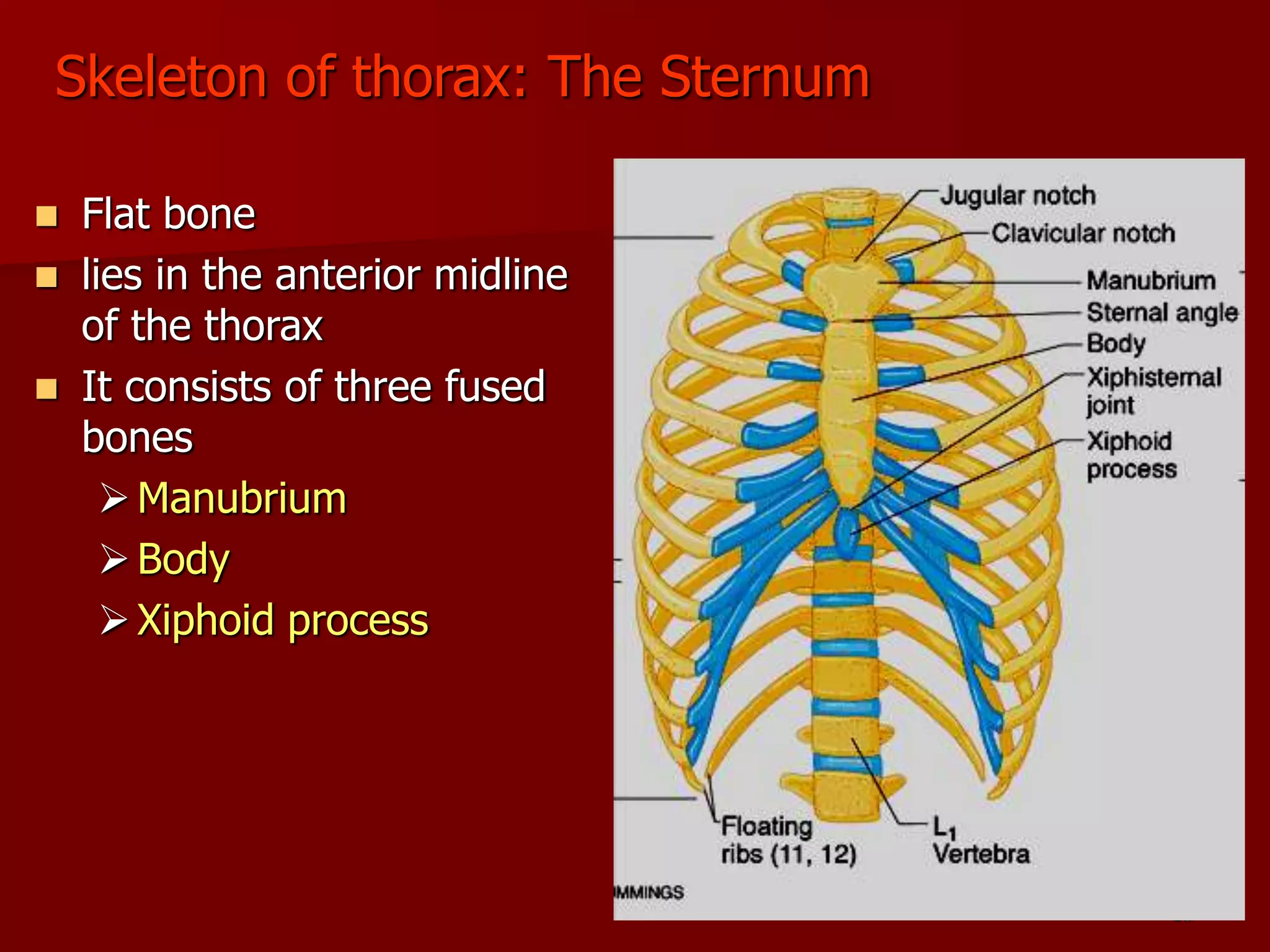 anatomy of thorax.ppt