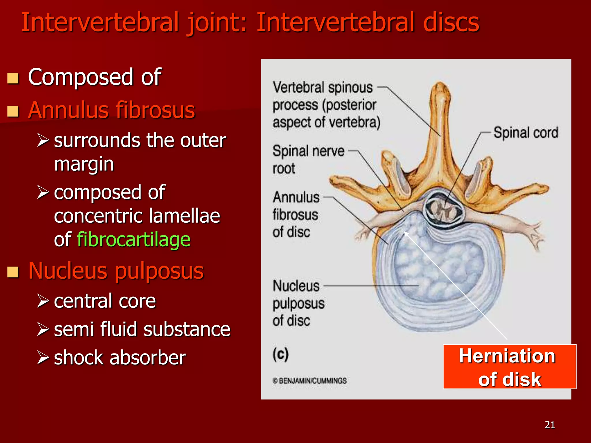 anatomy of thorax.ppt