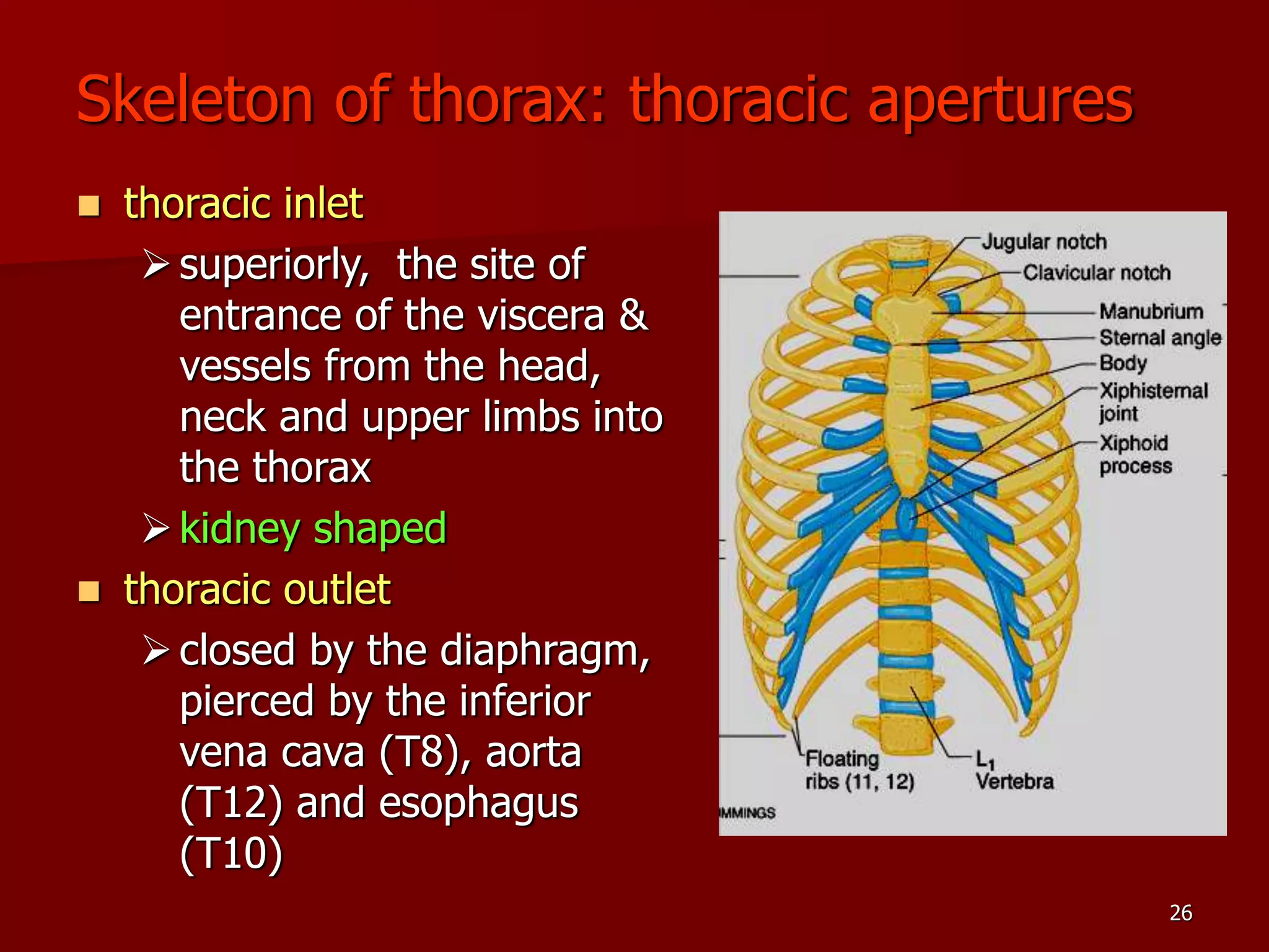 anatomy of thorax.ppt