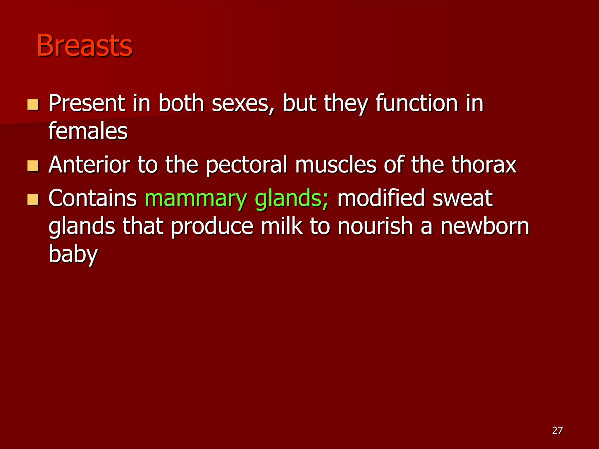 anatomy of thorax.ppt