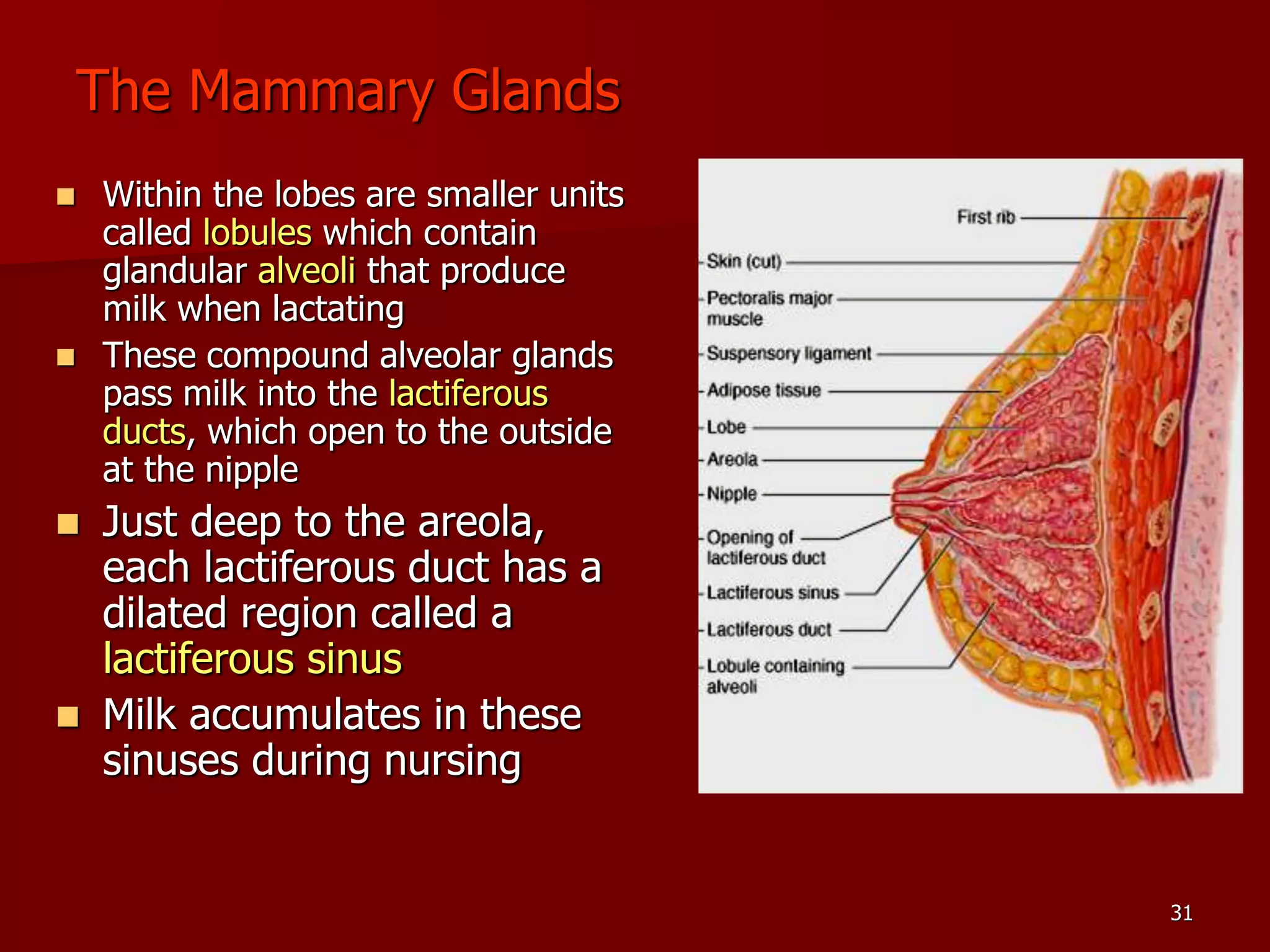 anatomy of thorax.ppt