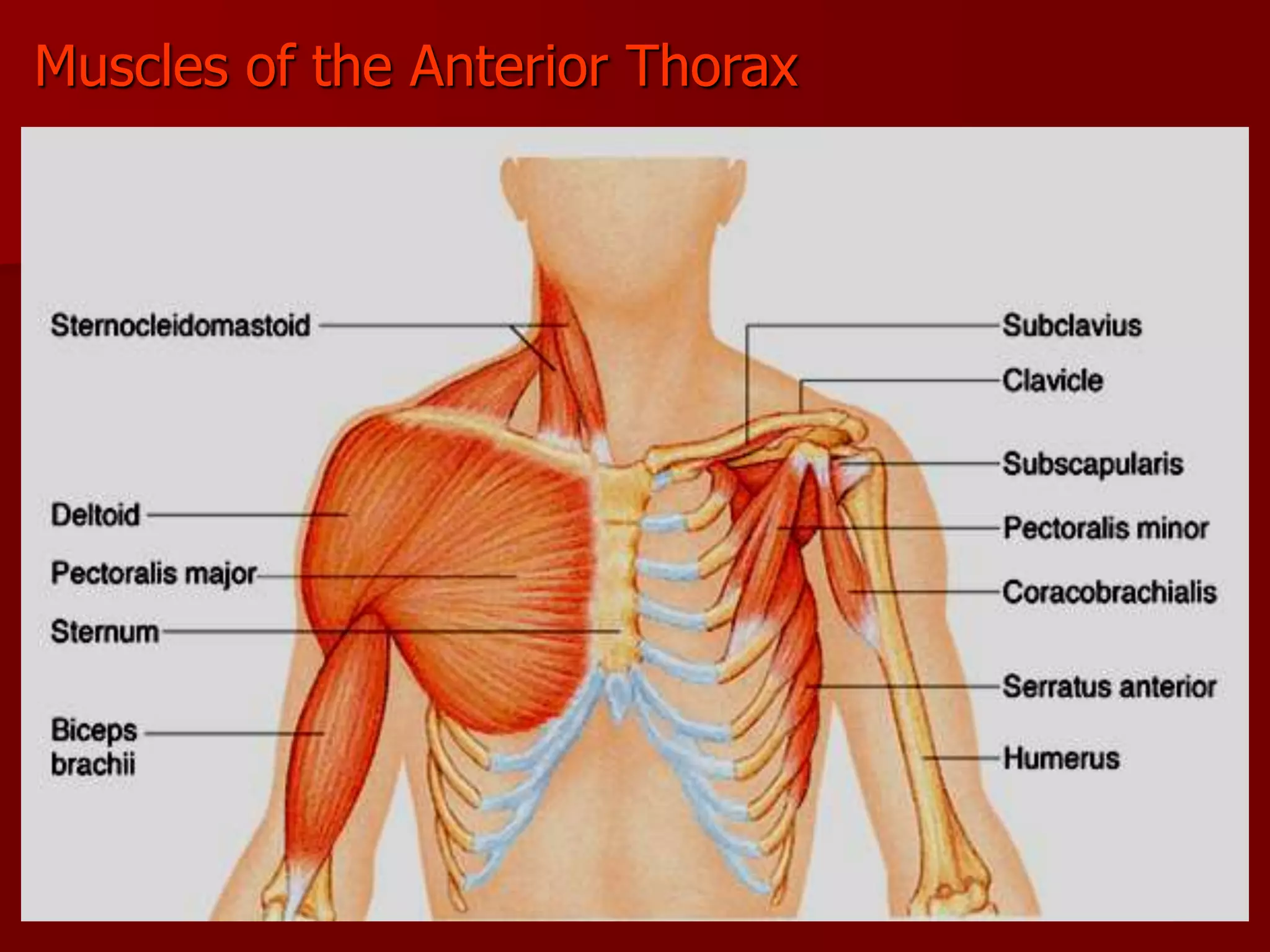 anatomy of thorax.ppt