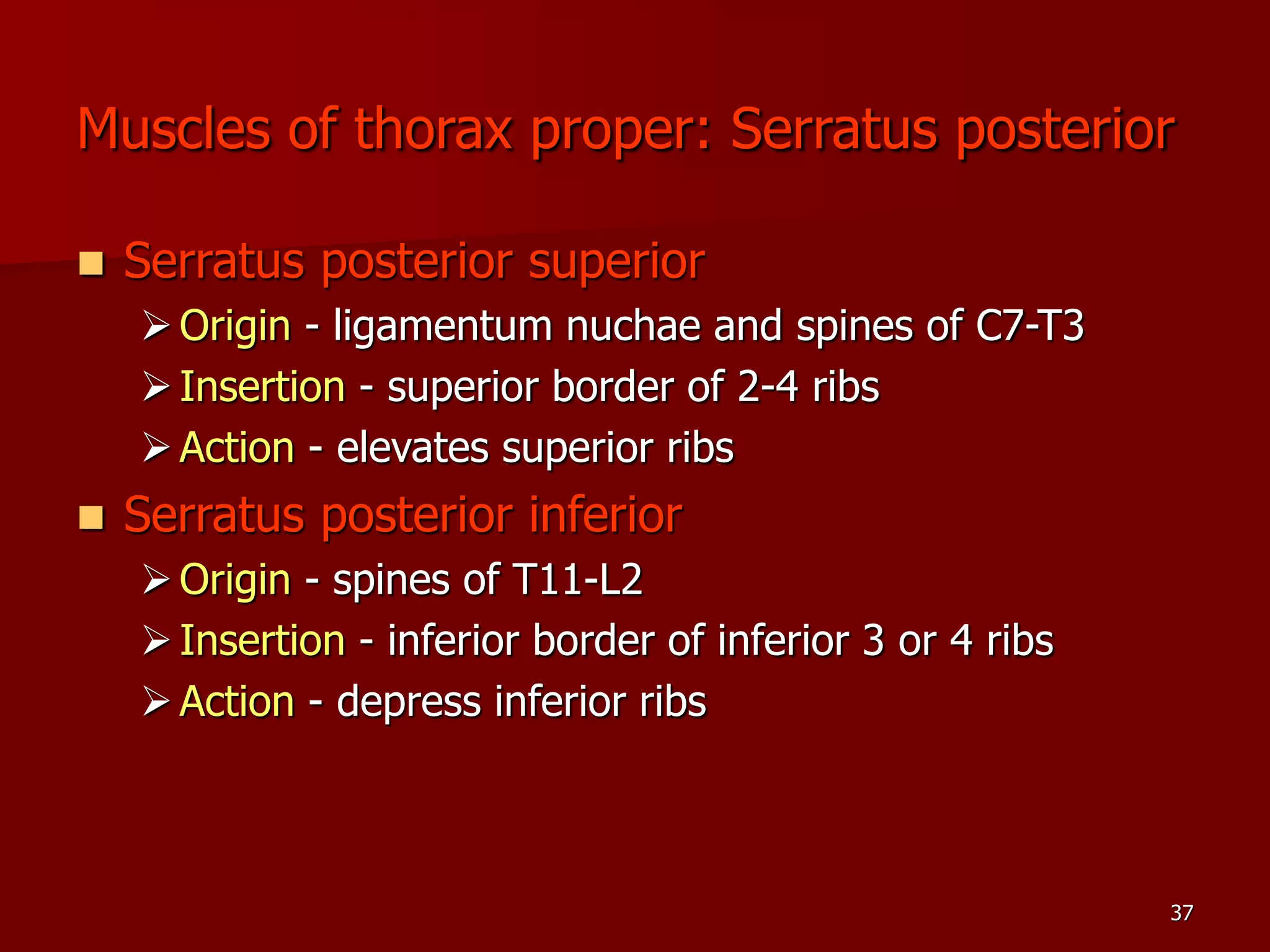 anatomy of thorax.ppt