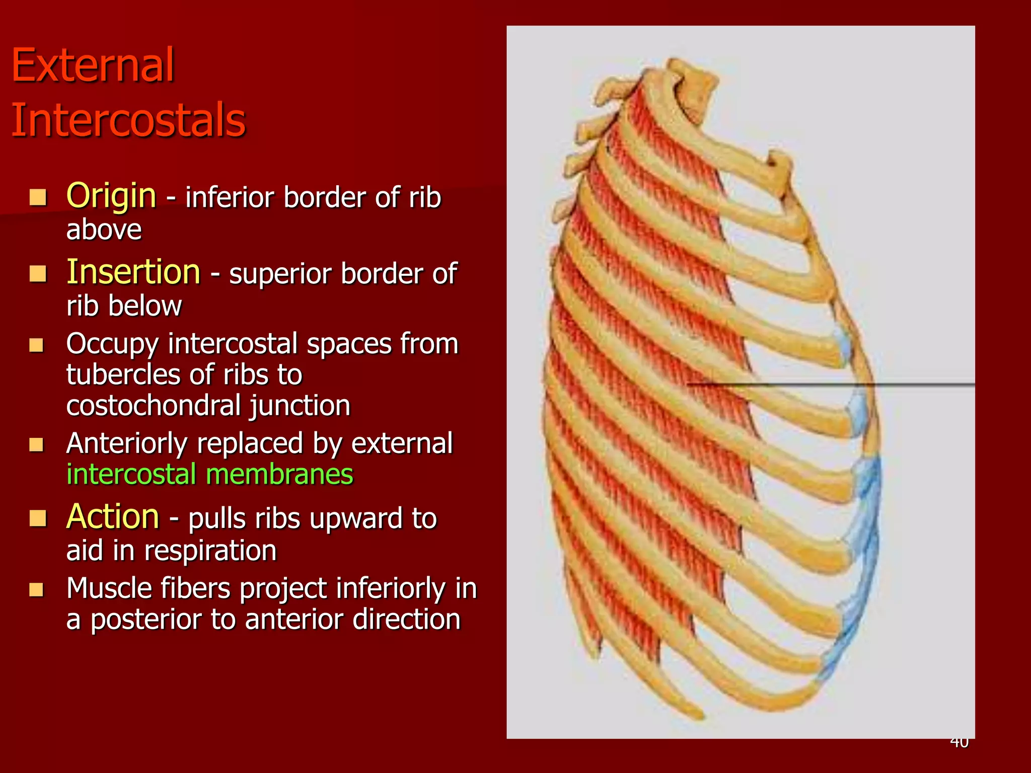 anatomy of thorax.ppt
