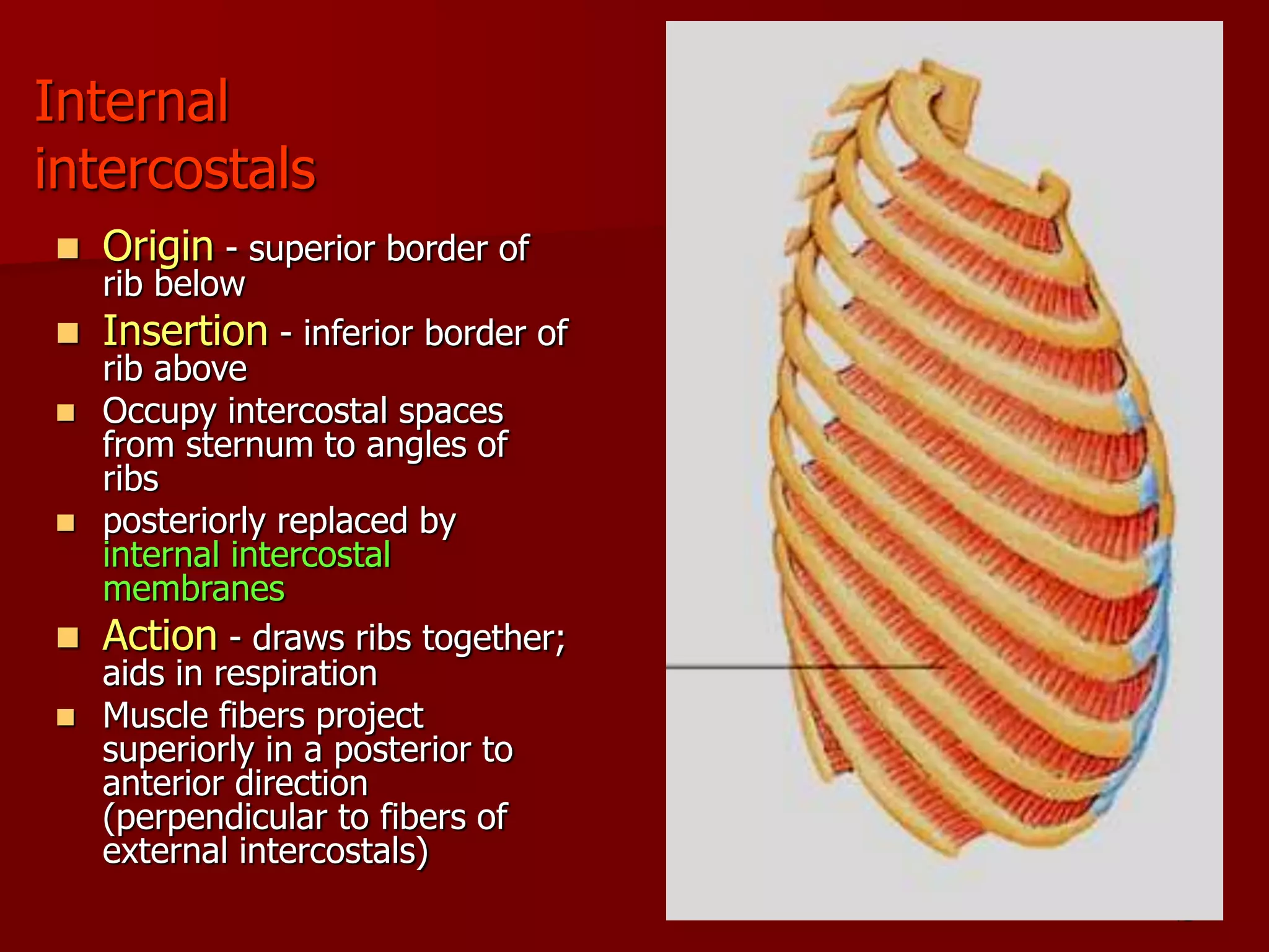 anatomy of thorax.ppt