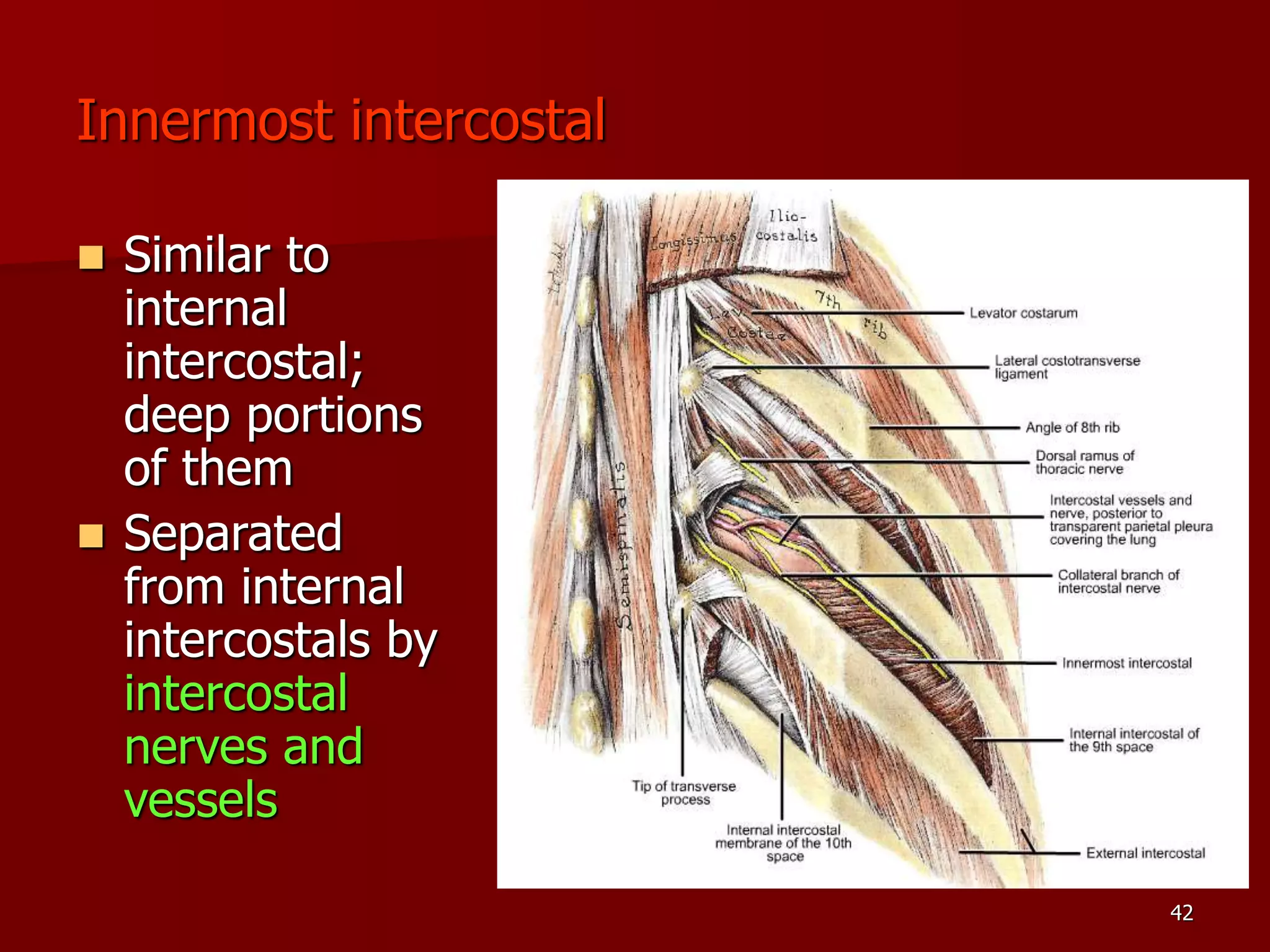 anatomy of thorax.ppt