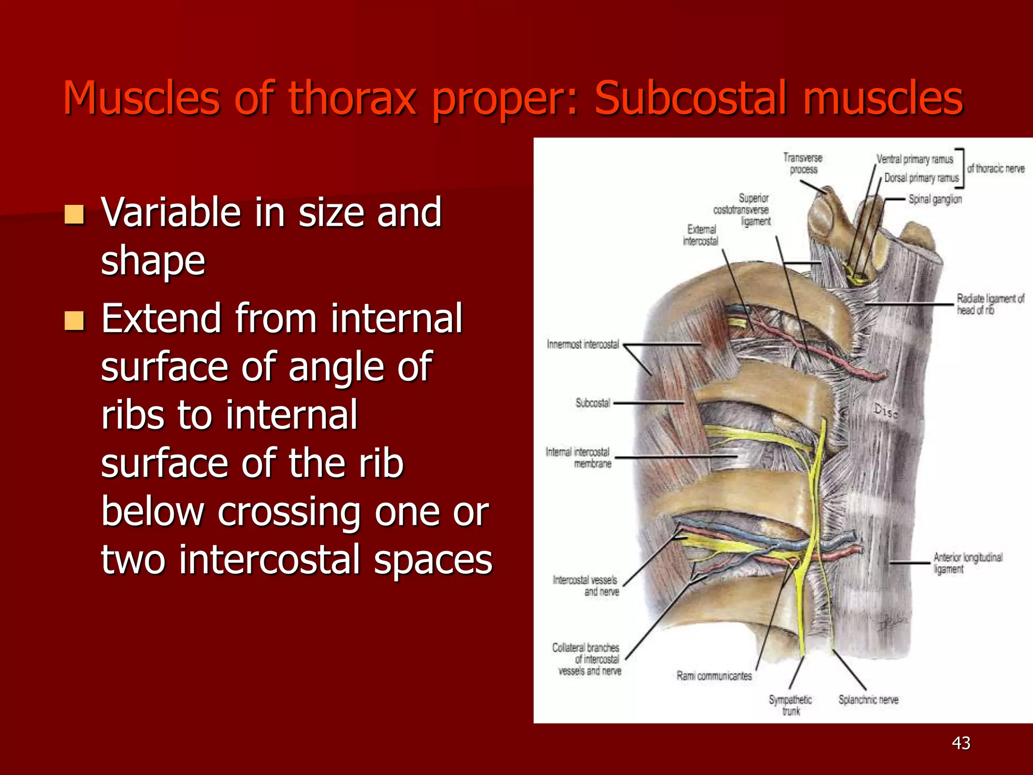 anatomy of thorax.ppt