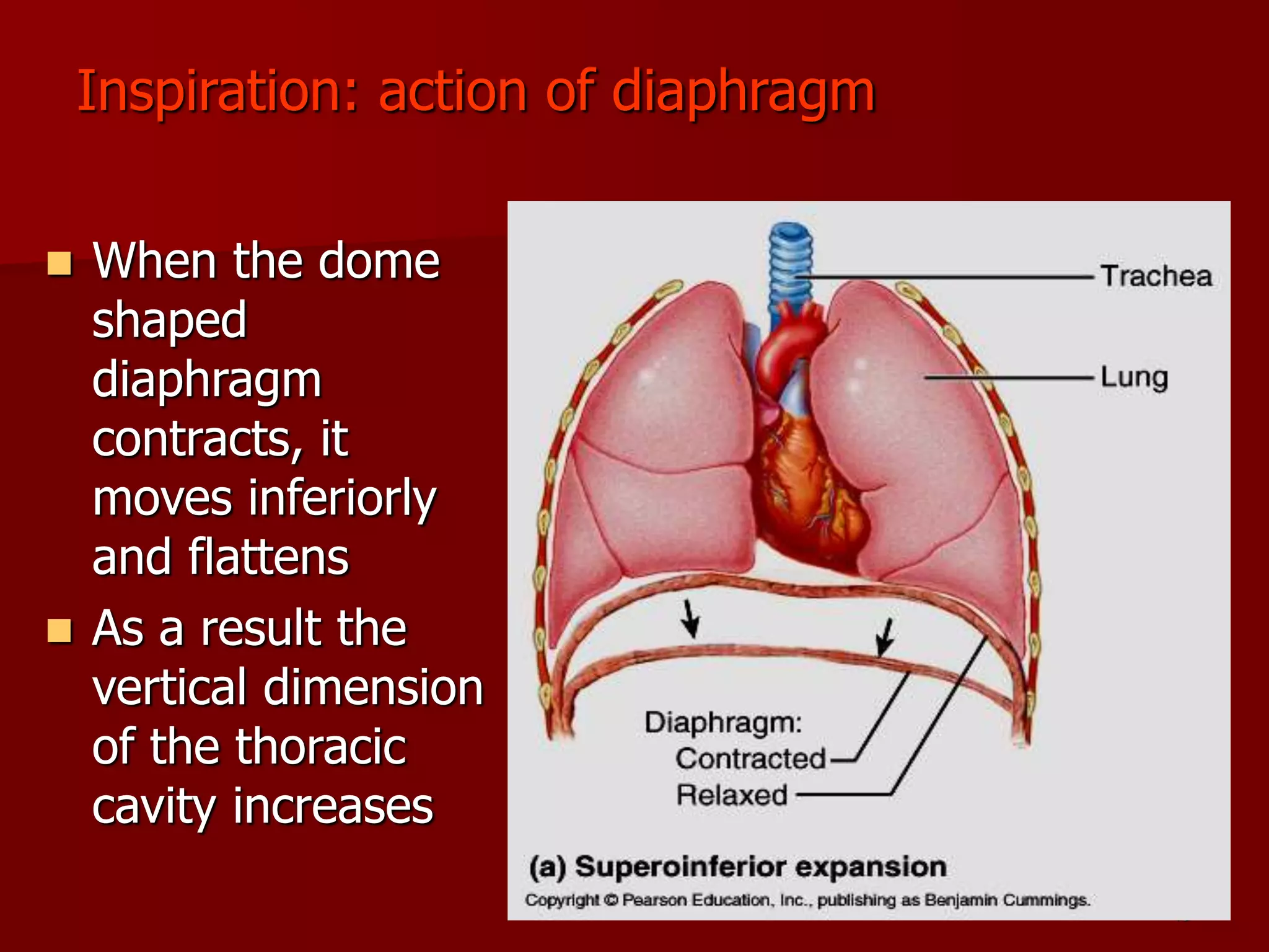 anatomy of thorax.ppt