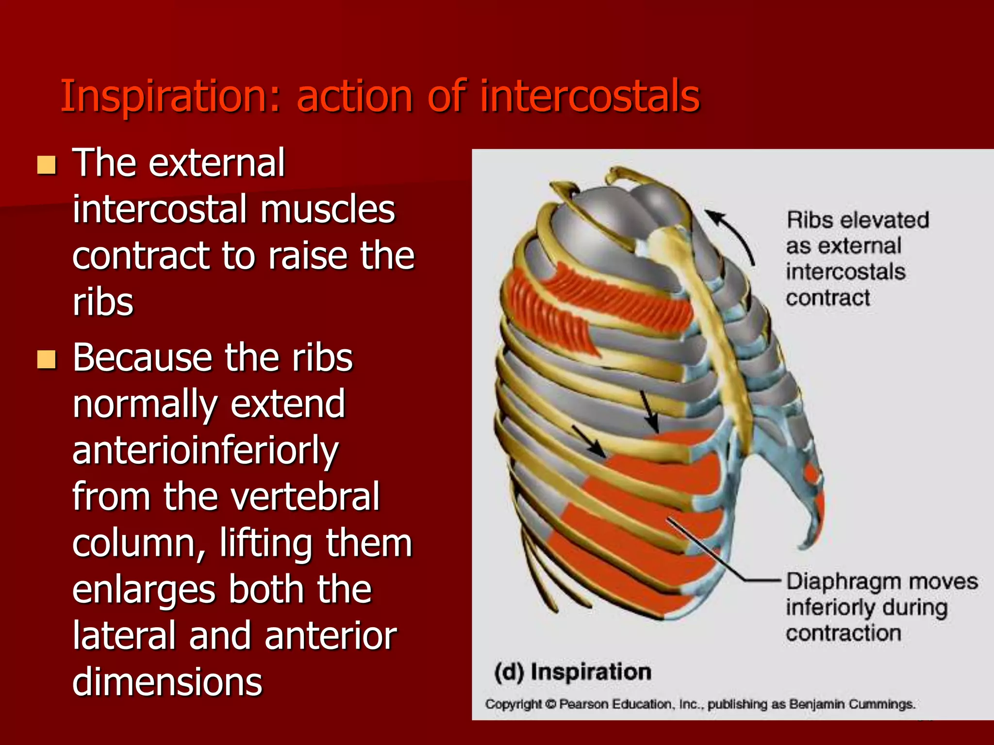 anatomy of thorax.ppt