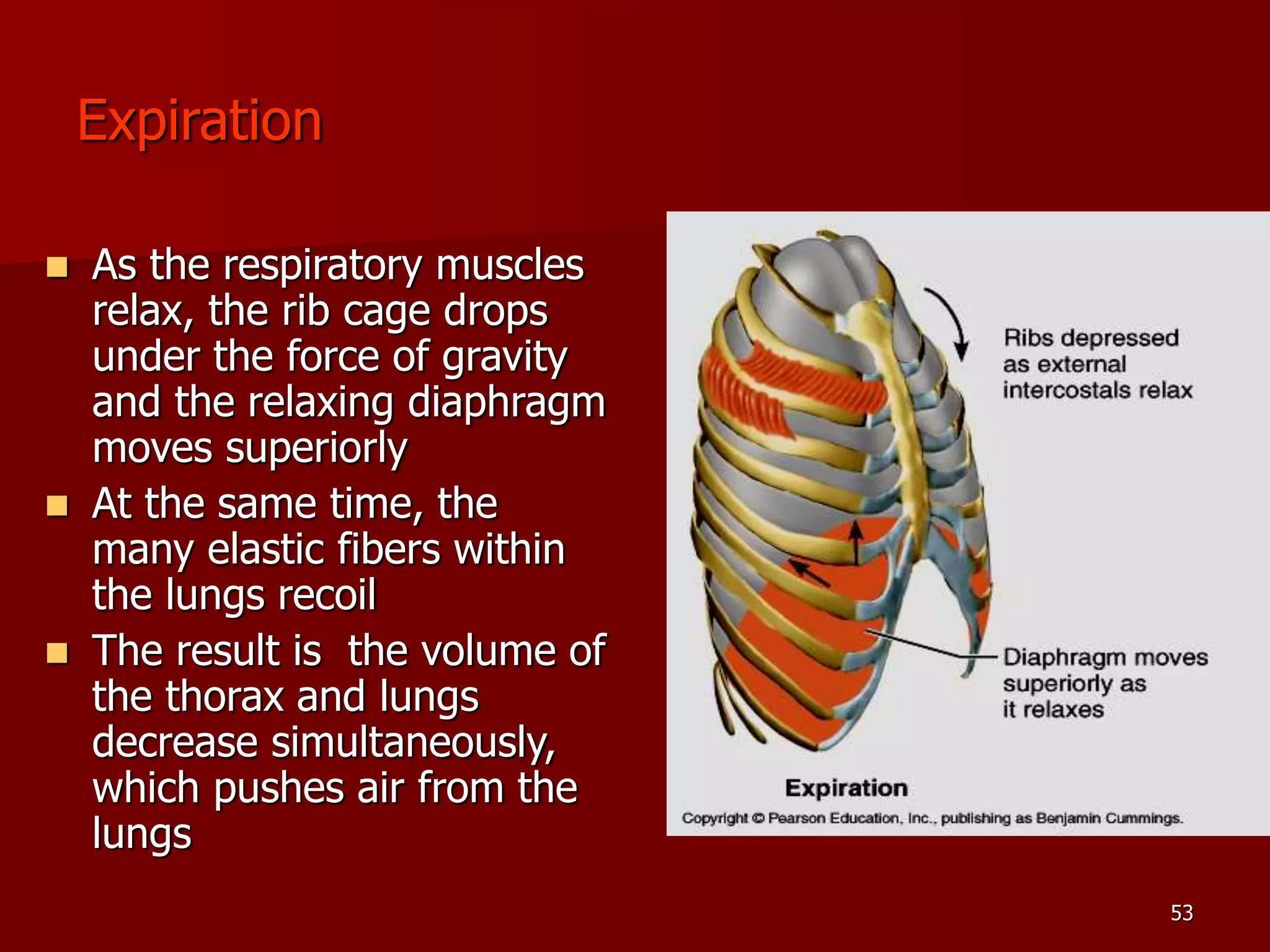 anatomy of thorax.ppt