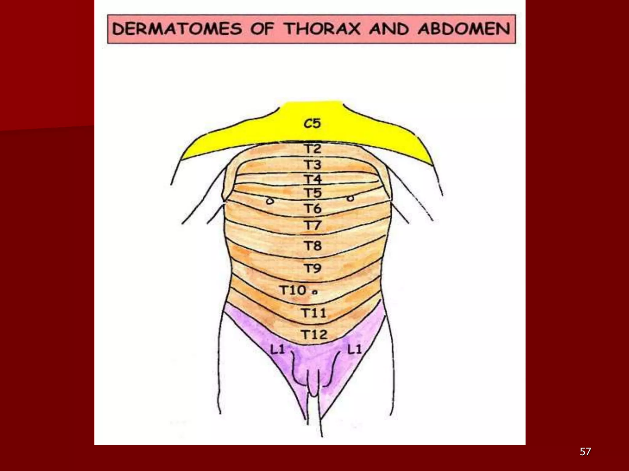 anatomy of thorax.ppt