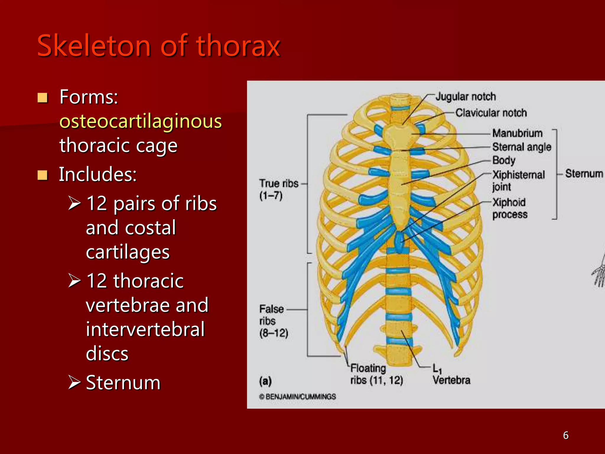 anatomy of thorax.ppt