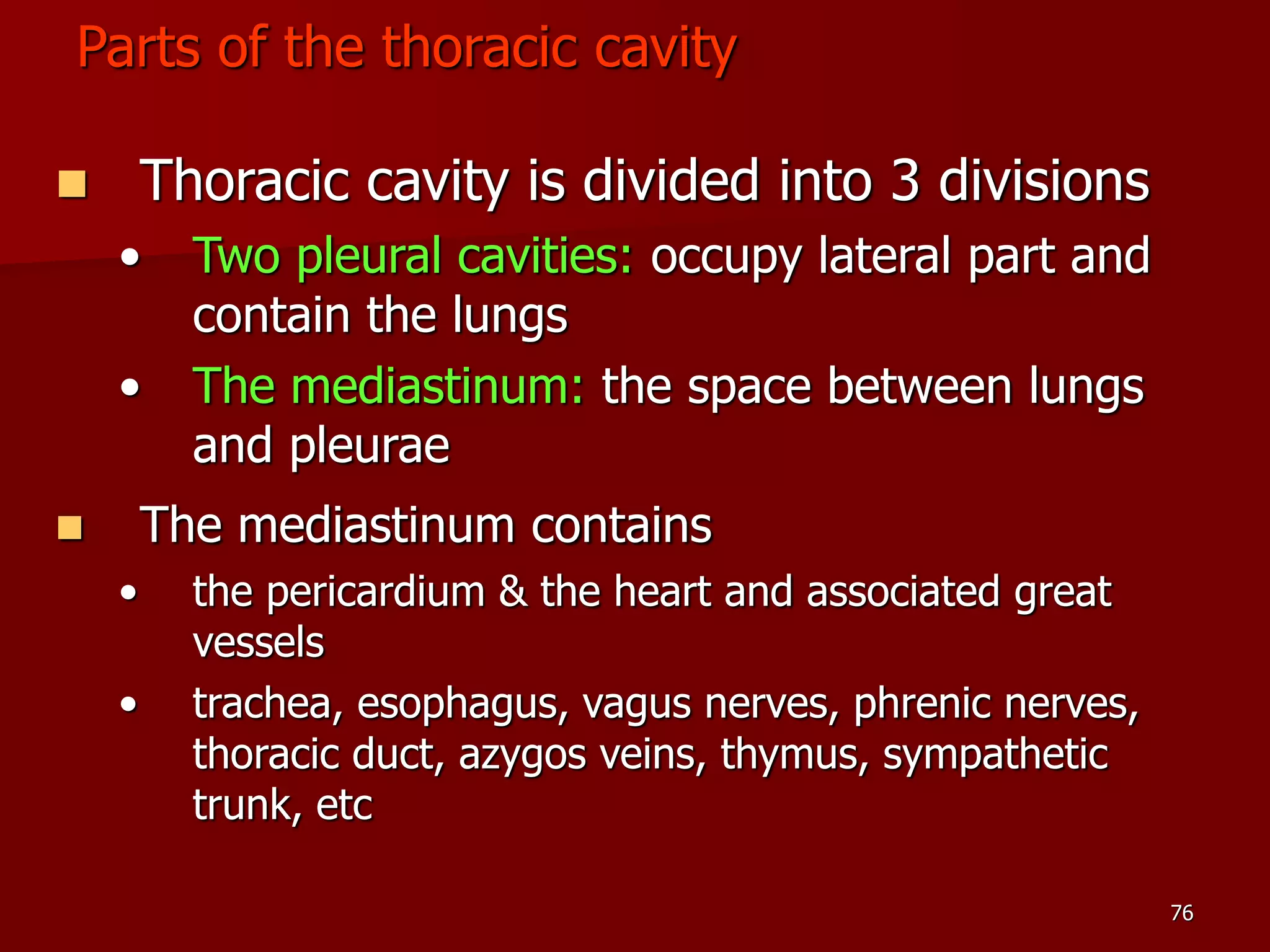 anatomy of thorax.ppt