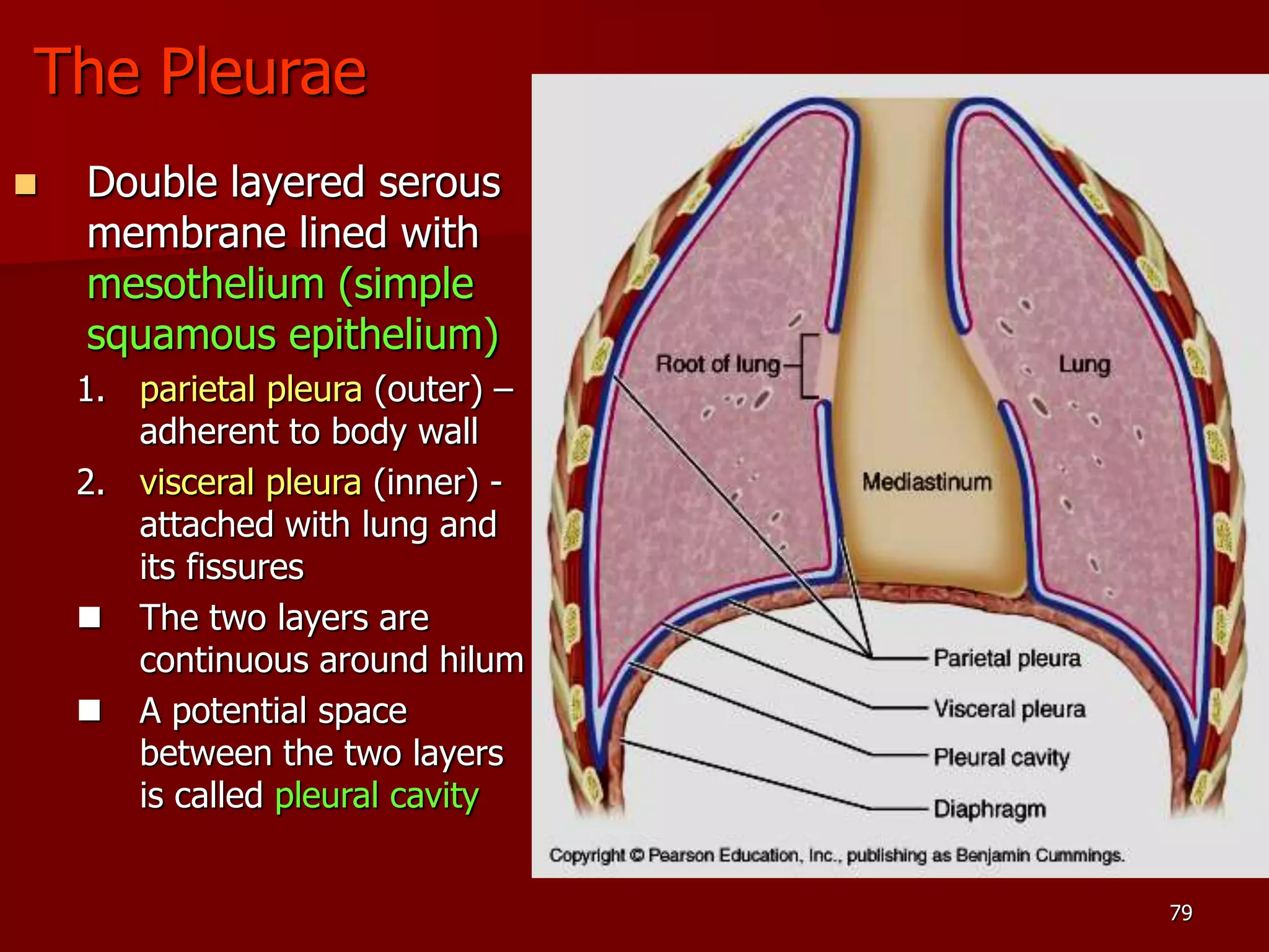 anatomy of thorax.ppt